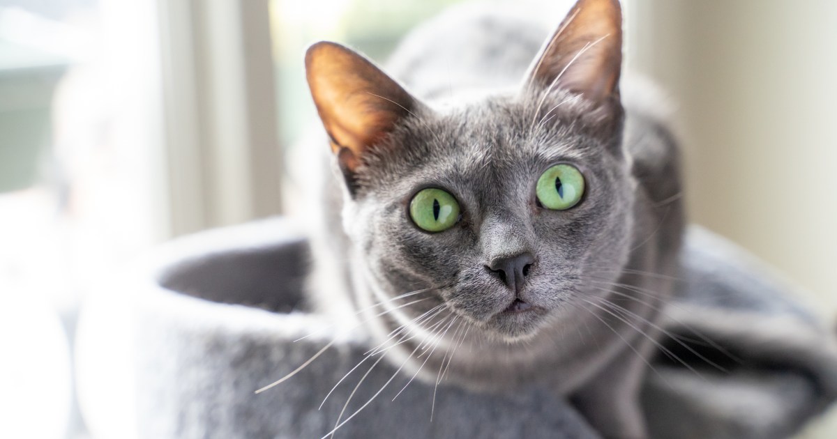 Korat Cat Breed Information & Characteristics