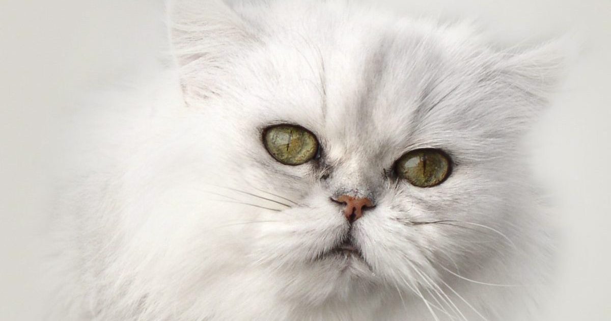 Chinchilla Cat Breed Information & Characteristics