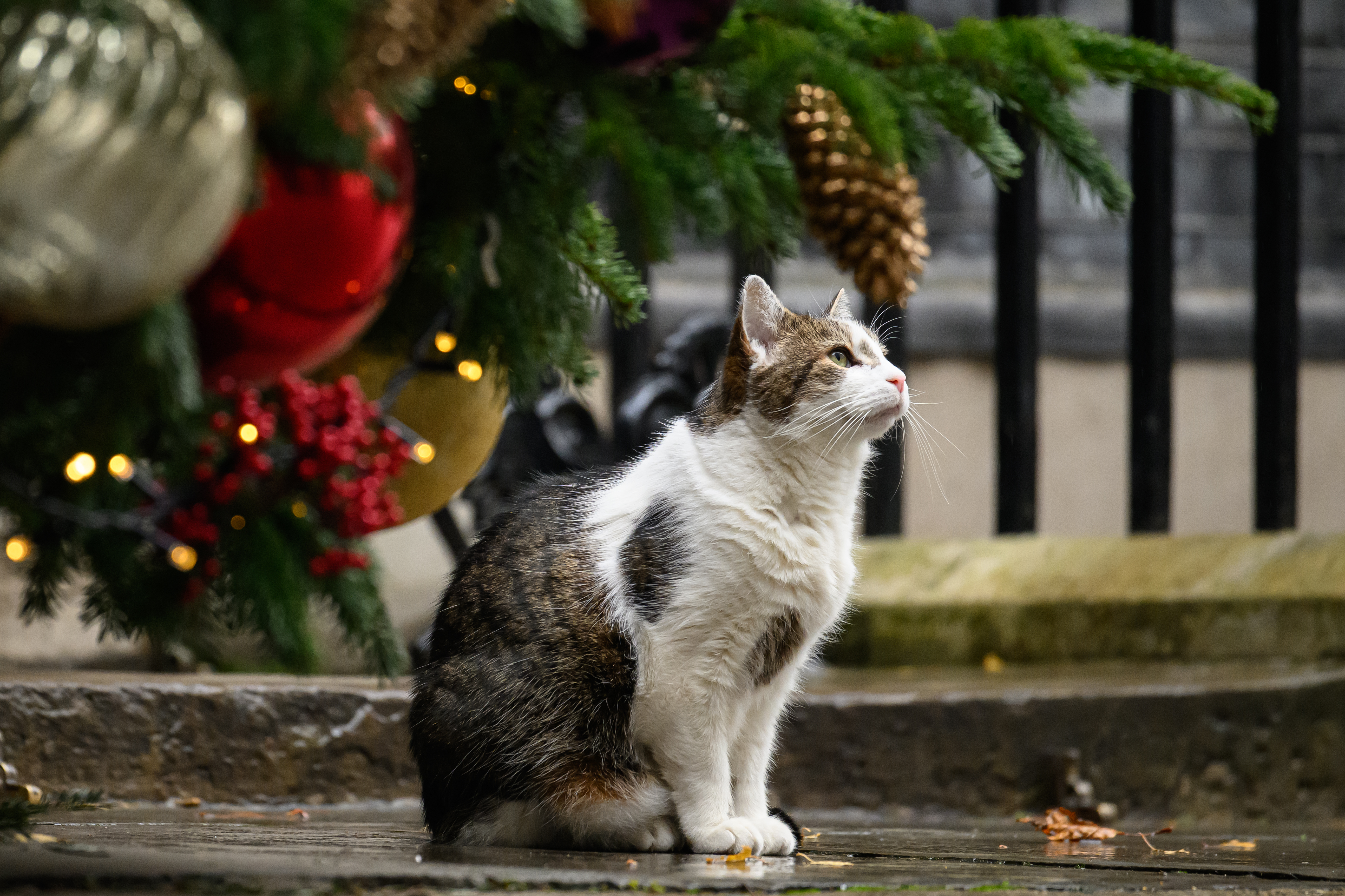 Larry the Cat and His Storied Life With 5 Prime Ministers