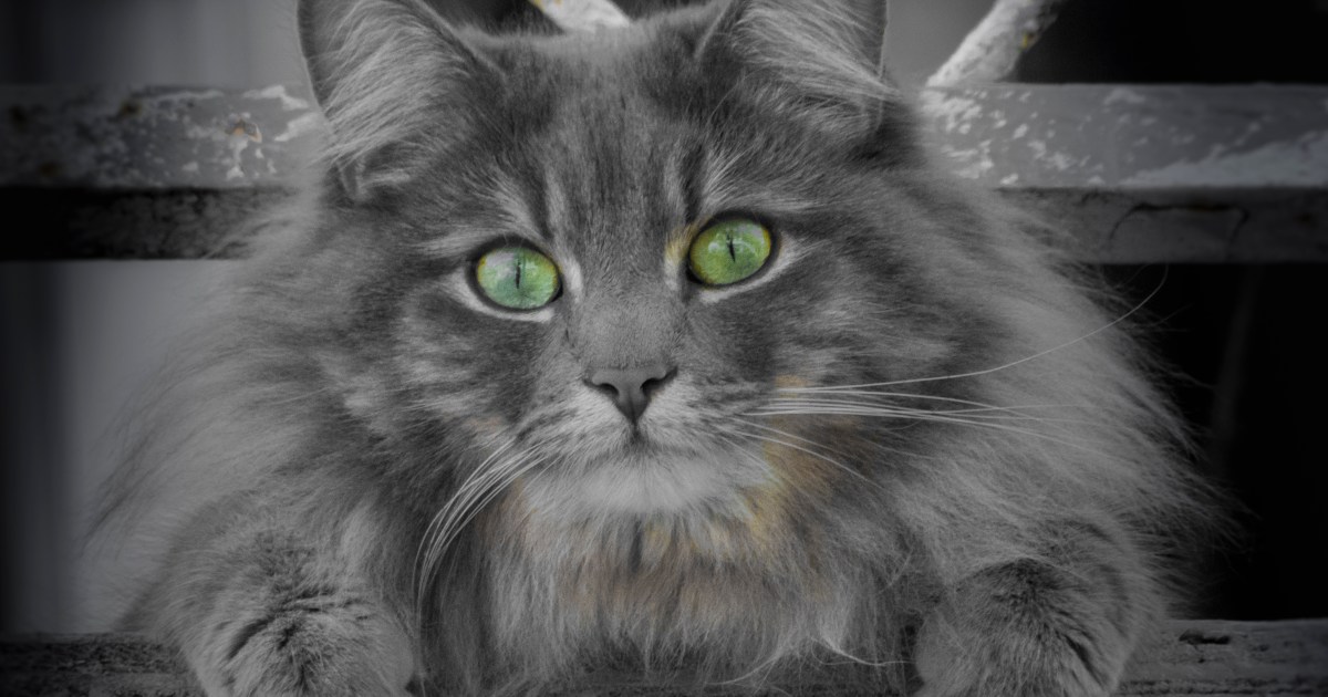 Nebelung Cat Breed Information & Characteristics