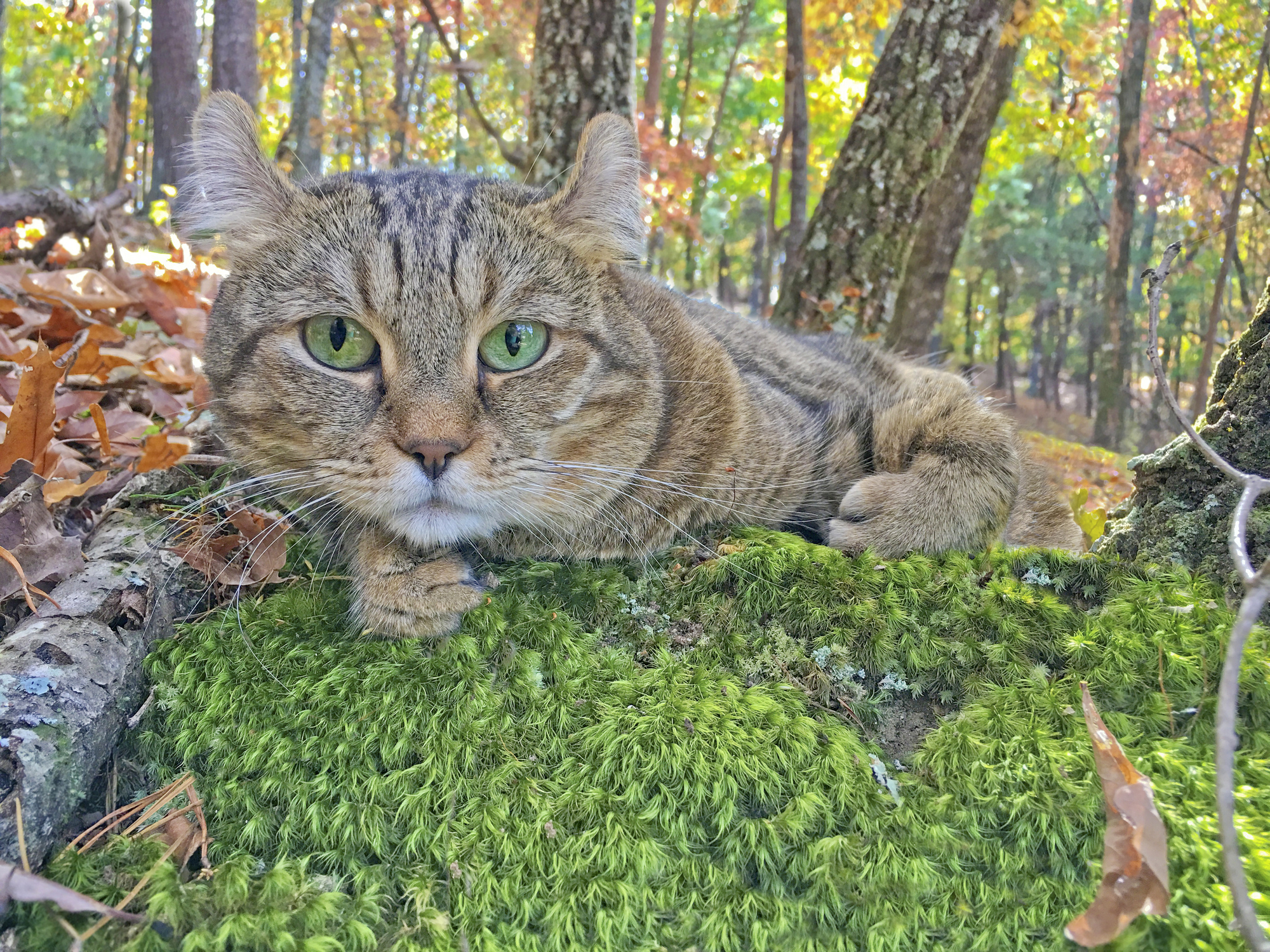 Highlander Mixed Cat Breed Information & Characteristics