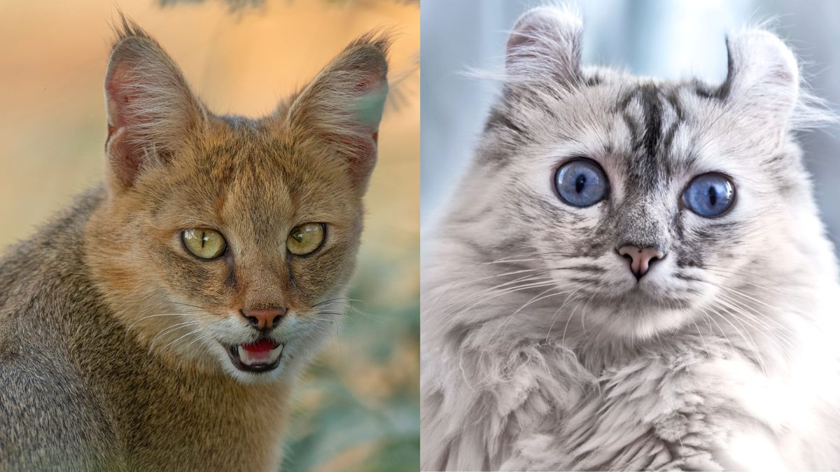 Jungle Curl Cat Breed Information & Characteristics