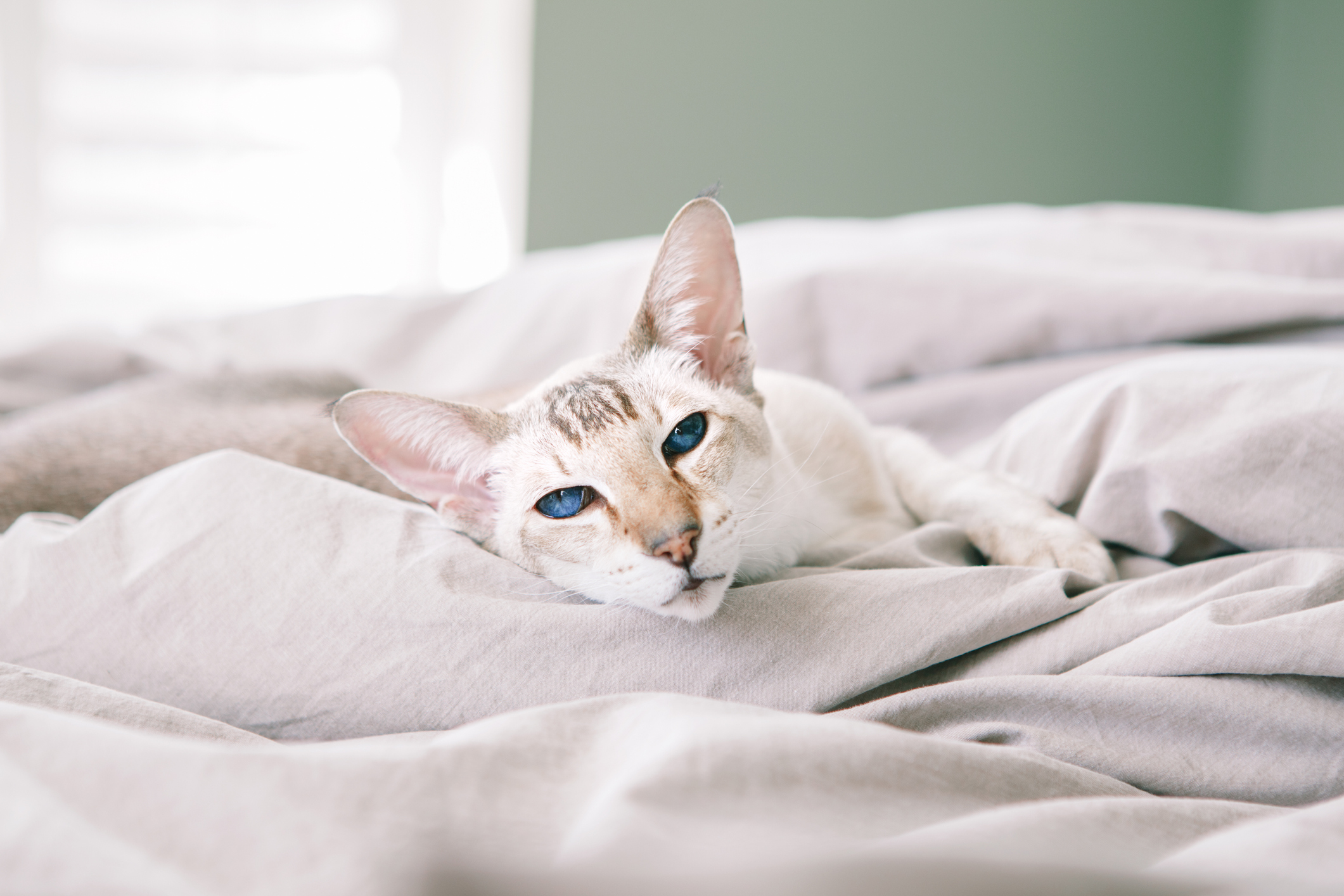 Oriental Shorthair Cat Breed Information & Characteristics