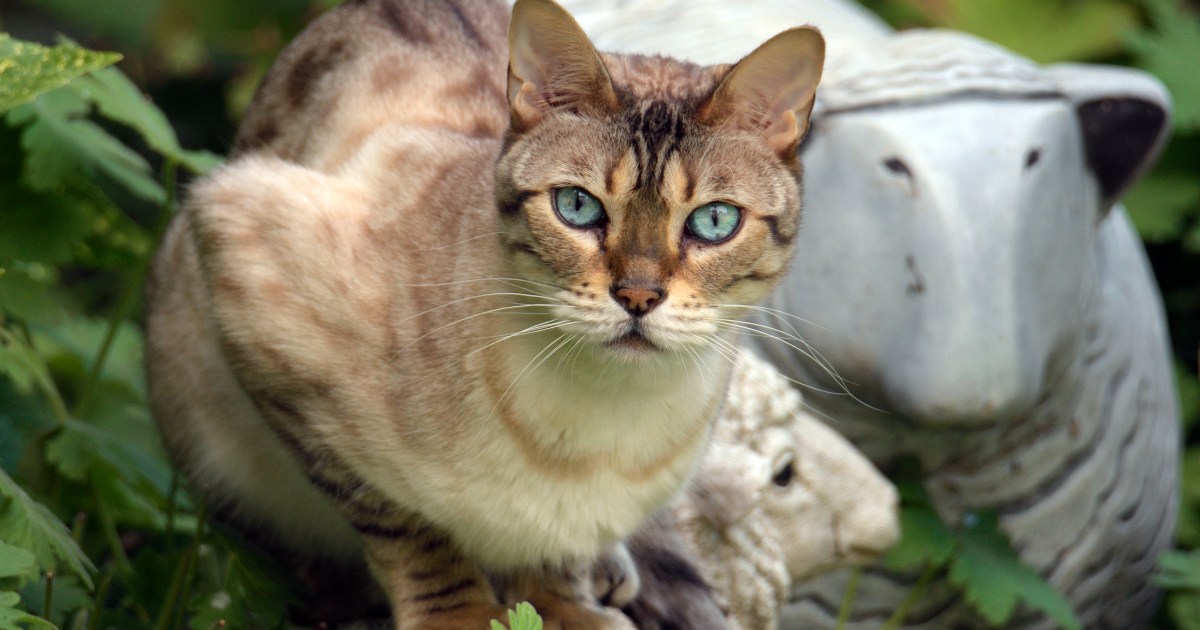 Chausie Mixed Cat Breed Information & Characteristics