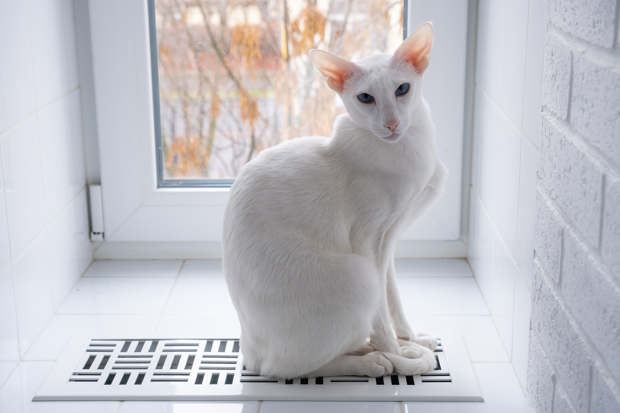Oriental Shorthair Cat Breed Information & Characteristics