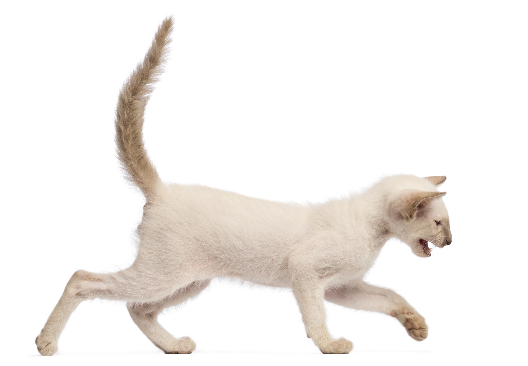 Colorpoint Shorthair Cat Breed Information & Characteristics