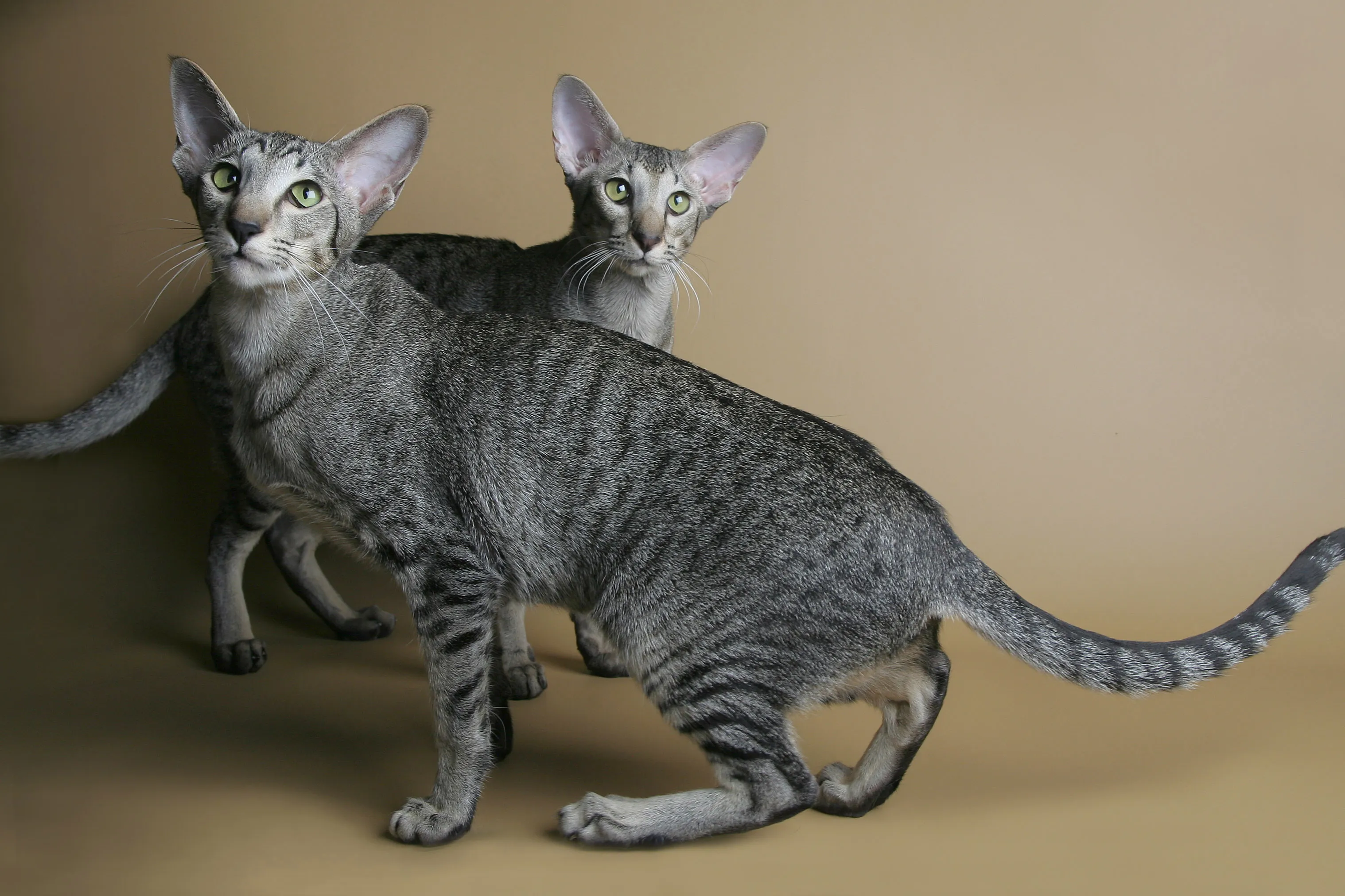 Oriental Shorthair Cat Breed Information & Characteristics