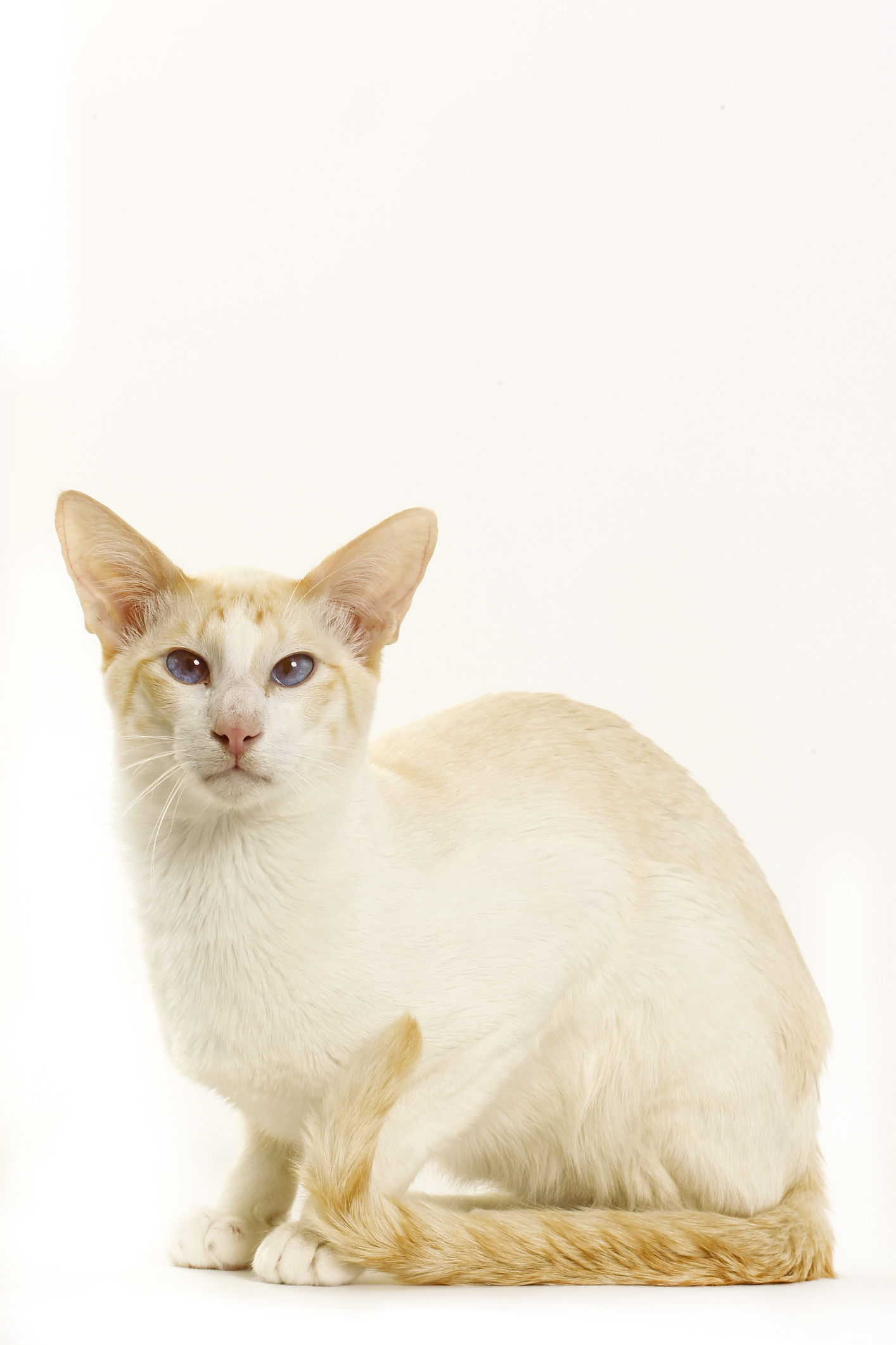 Colorpoint Shorthair Cat Breed Information & Characteristics