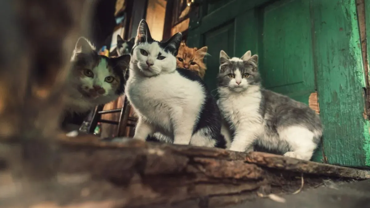 40 Cats Living in Filth Rescued From Hoarder in New York