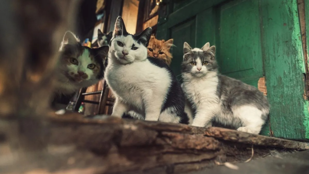 40 Cats Living in Filth Rescued From Hoarder in New York