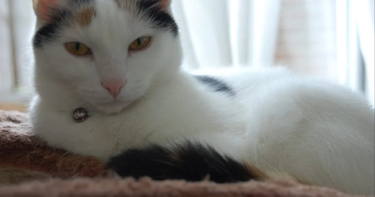 US Airman Who Protested Gaza Genocide by Self Immolation Gave Away Cat ...