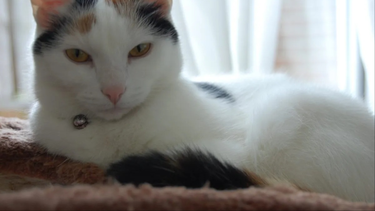 US Airman Who Protested Gaza Genocide by Self Immolation Gave Away Cat ...