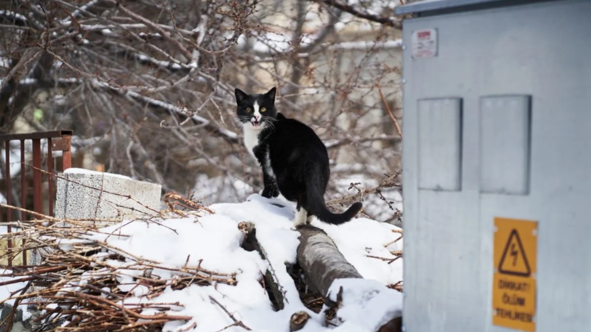 Did Stray Cat Spread Rare Alaskapox Virus, Killing Man?