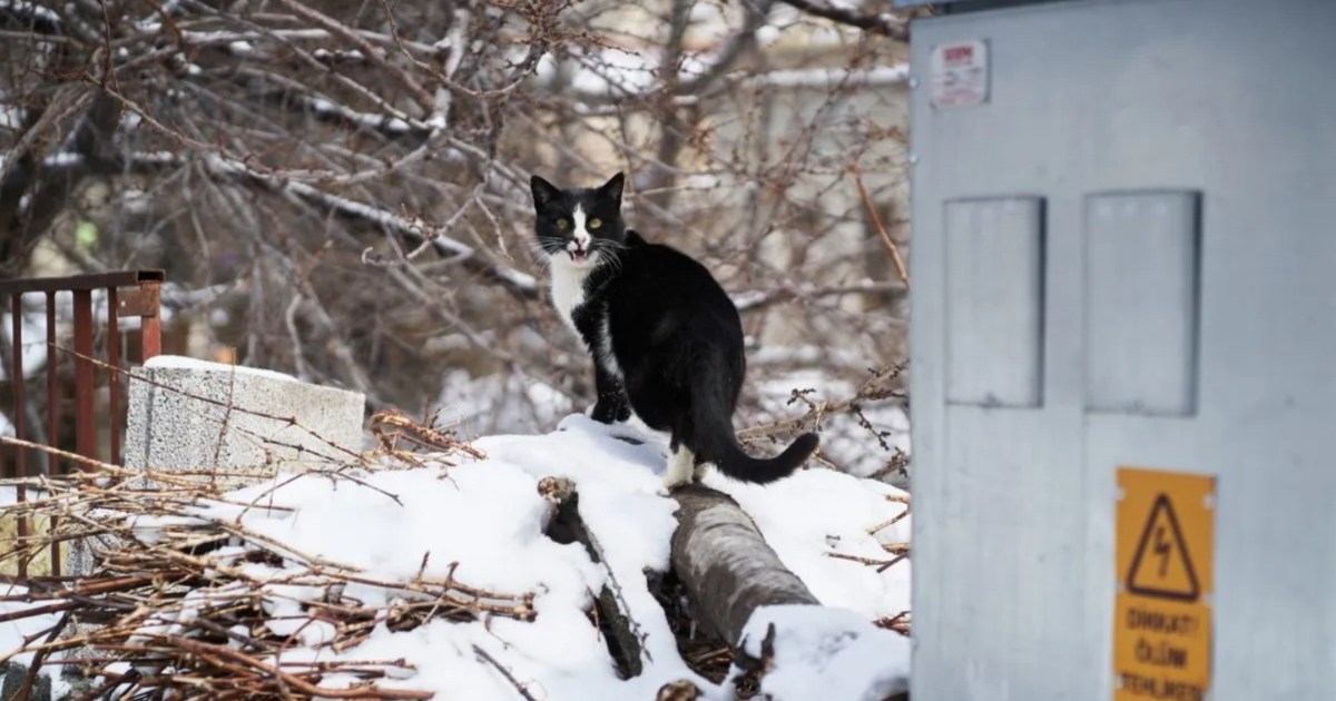 Did Stray Cat Spread Rare Alaskapox Virus, Killing Man?