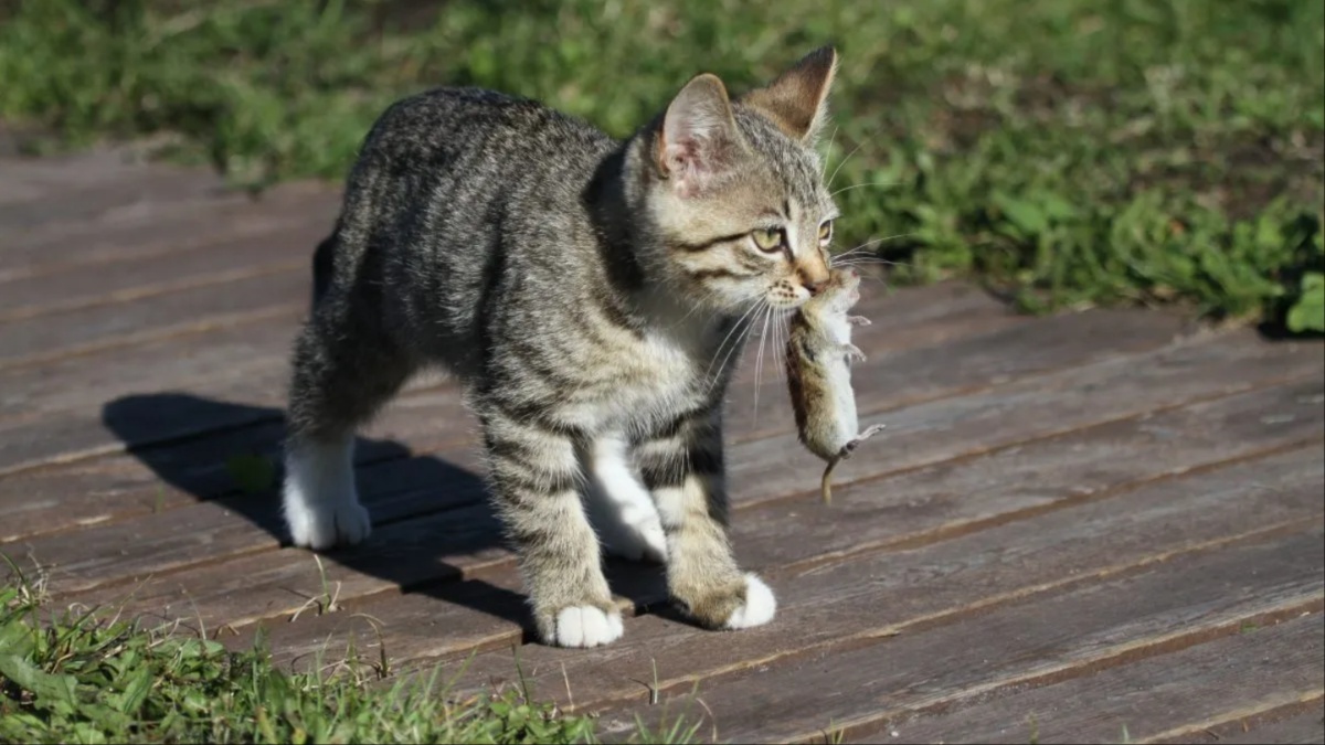 Cat Who Targets DC Neighborhood’s Rodent Population Stolen