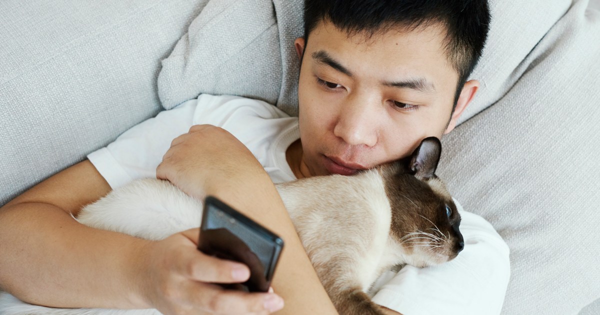 Apps to Detect Cat Pain – KeyPetCare.com Apps to Detect Cat Pain – KeyPetCare.com