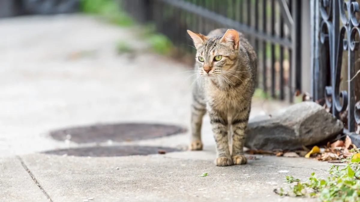 Saying ‘Here Puss’ Could Become Illegal in UK