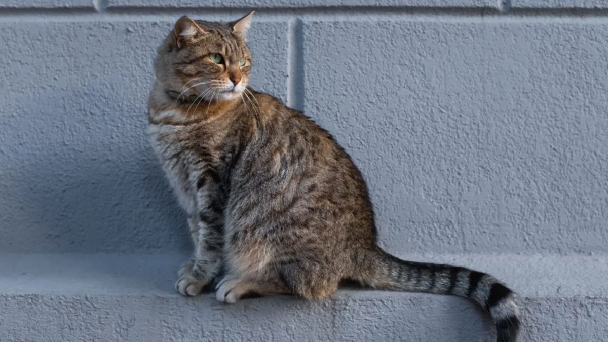 'Cat Killer' Scarlet Blake Charged With Murder