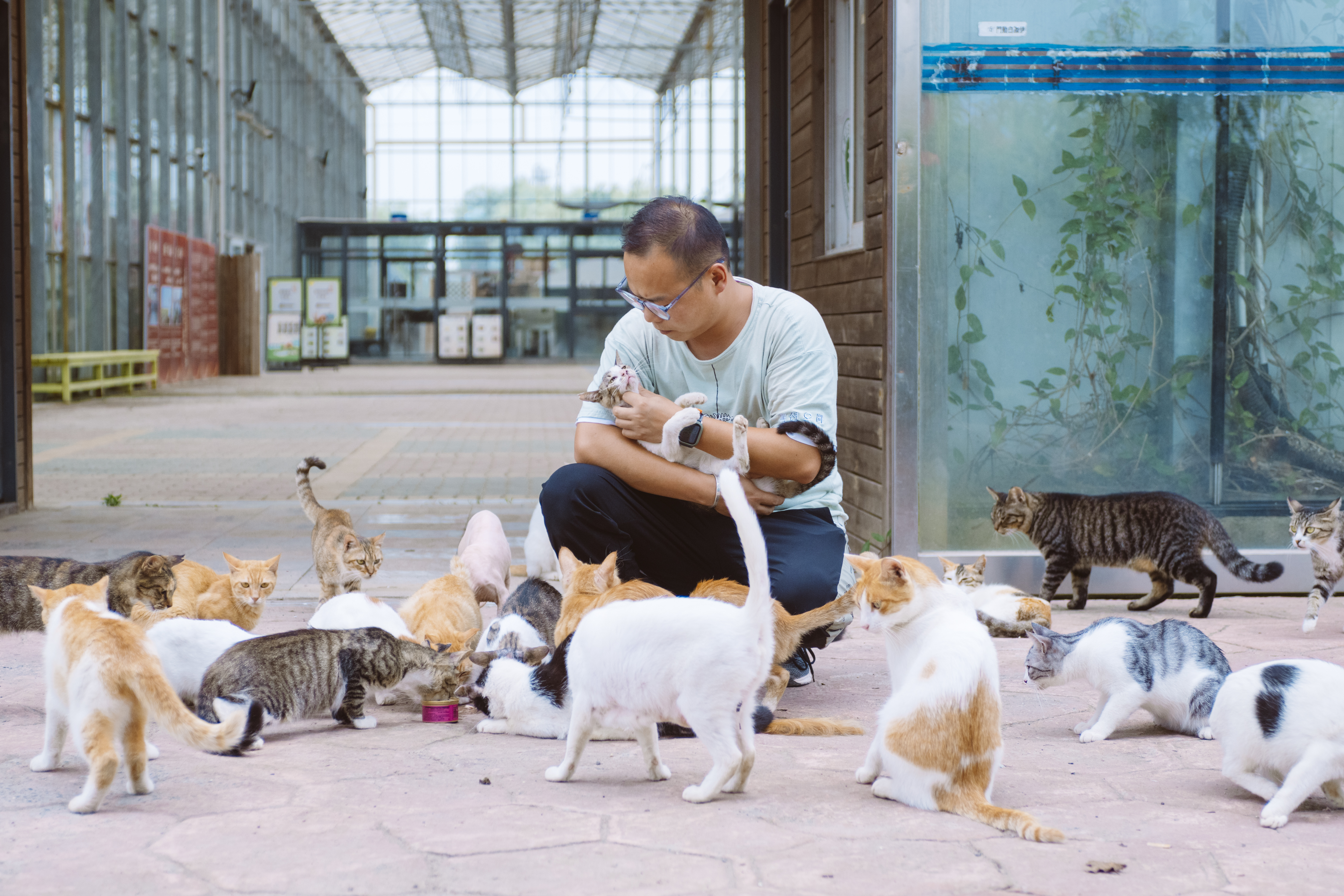 Shanghai’s Cat Island Is the Feline Equivalent of Disneyland