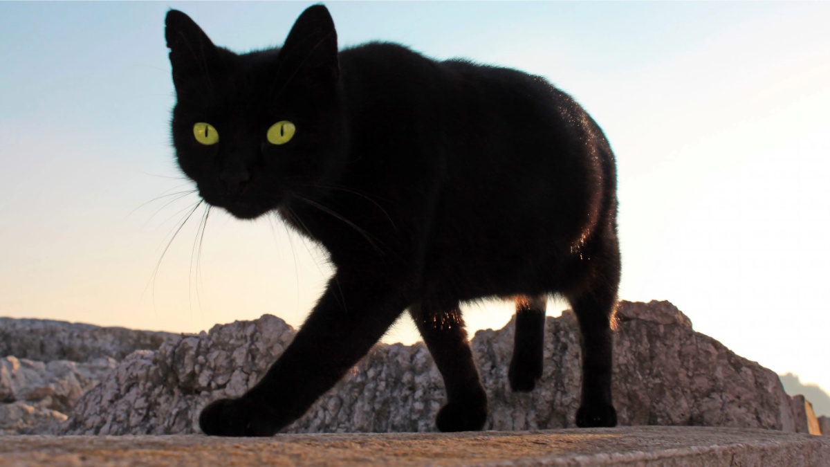 Cerebellar Hypoplasia (Wobbly Cat Syndrome) In Cats: Symptoms, Causes ...