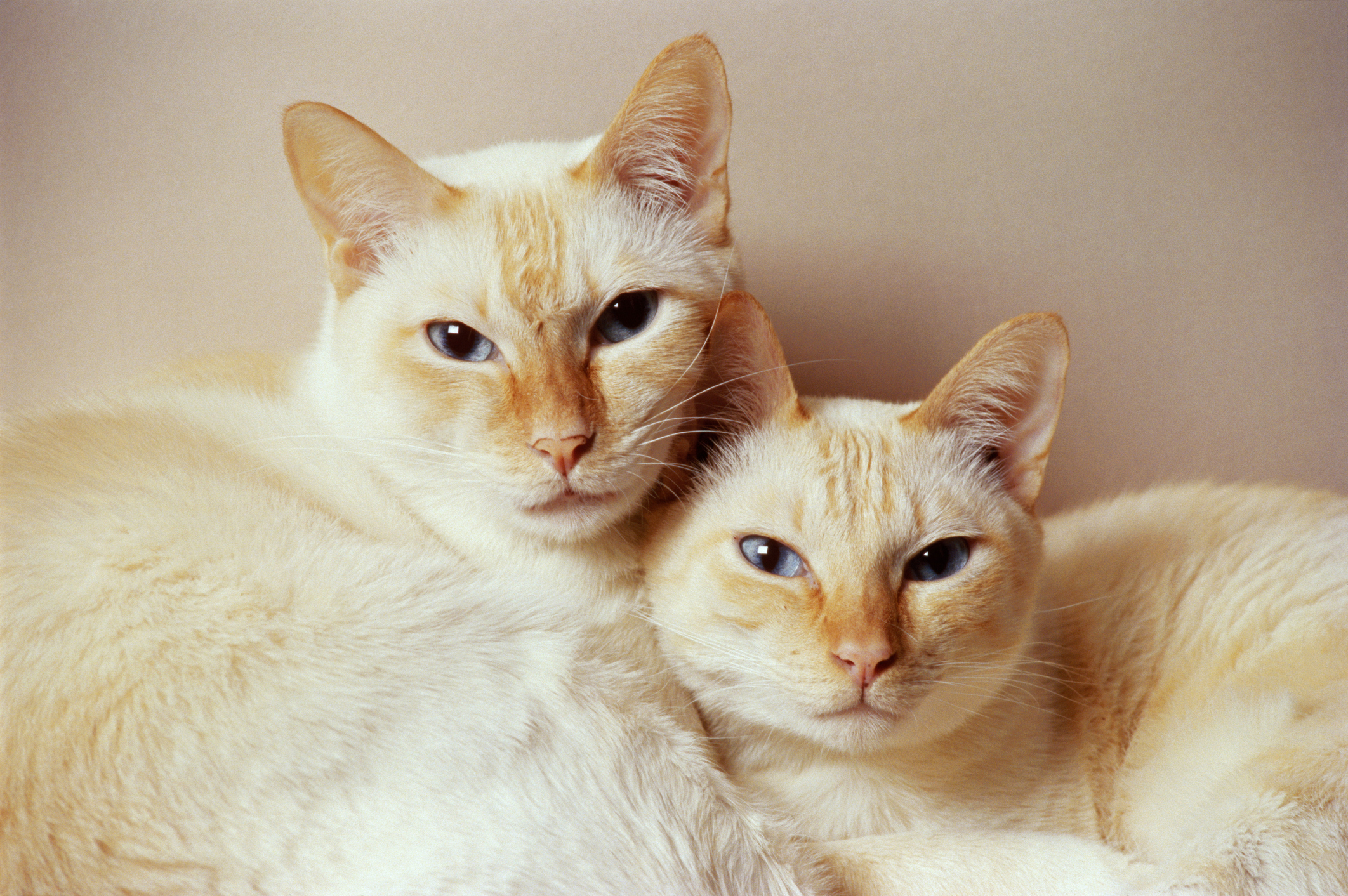 Siamese Cat Breed Information & Characteristics