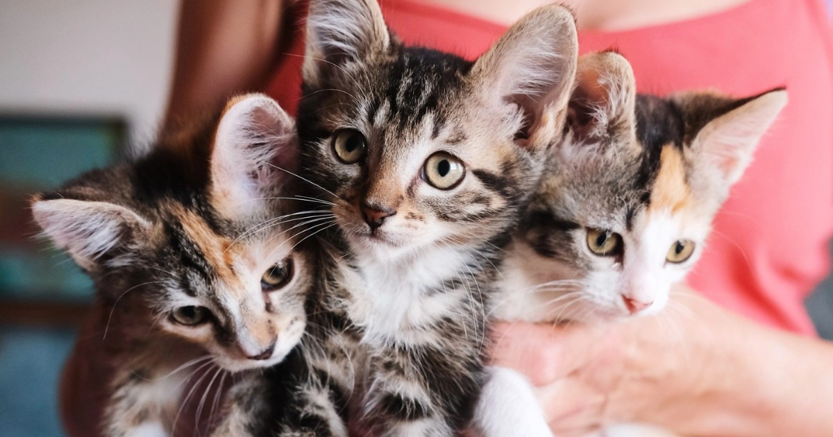 Shelter Launches Committee for Las Vegas Kitten Season