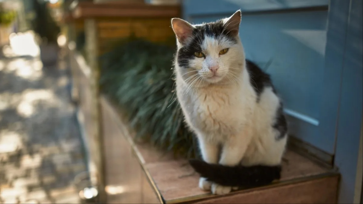 Firefighters Rescue 'Furious' Cat Stuck Between Two Walls in UK