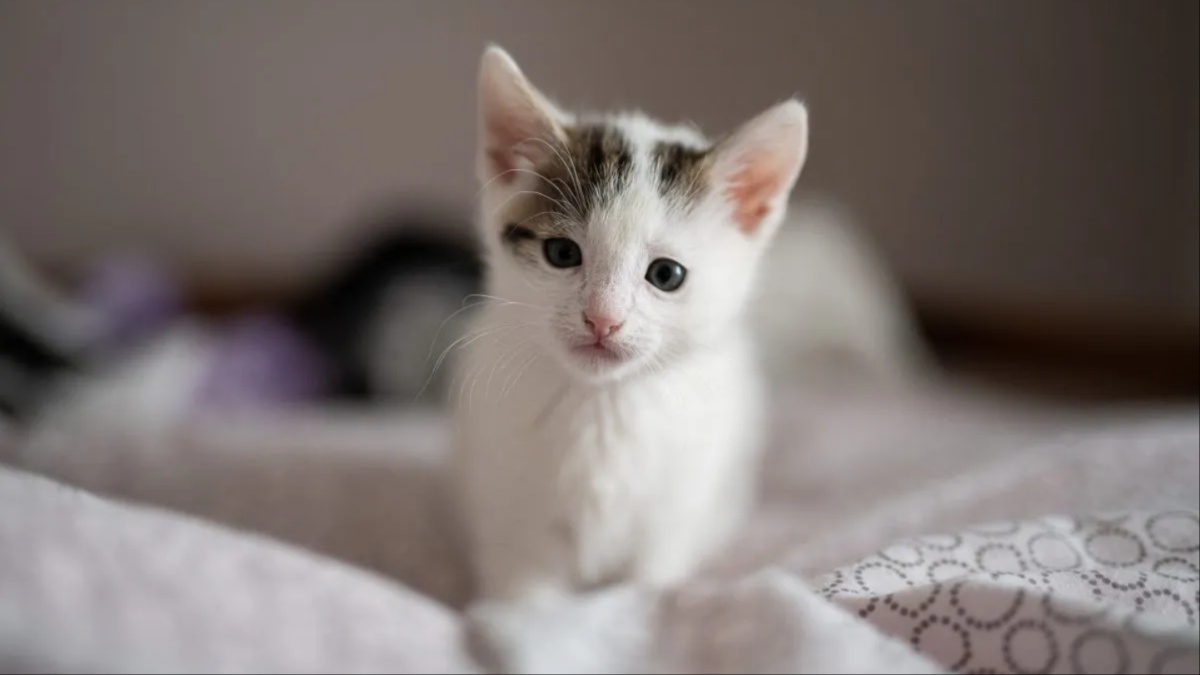 Kittens & What To Expect: 5 Essential Tips For When You Adopt - CatTime