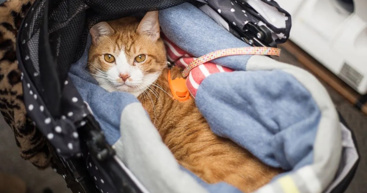 Paralyzed Cat Looking for Cuddles up for Adoption in Texas