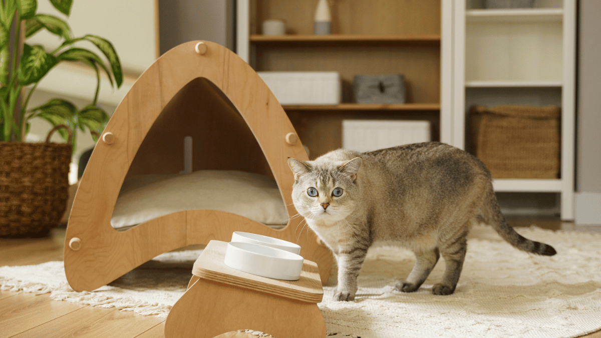 8 Best Cat Houses for Your Feline Friend in 2025