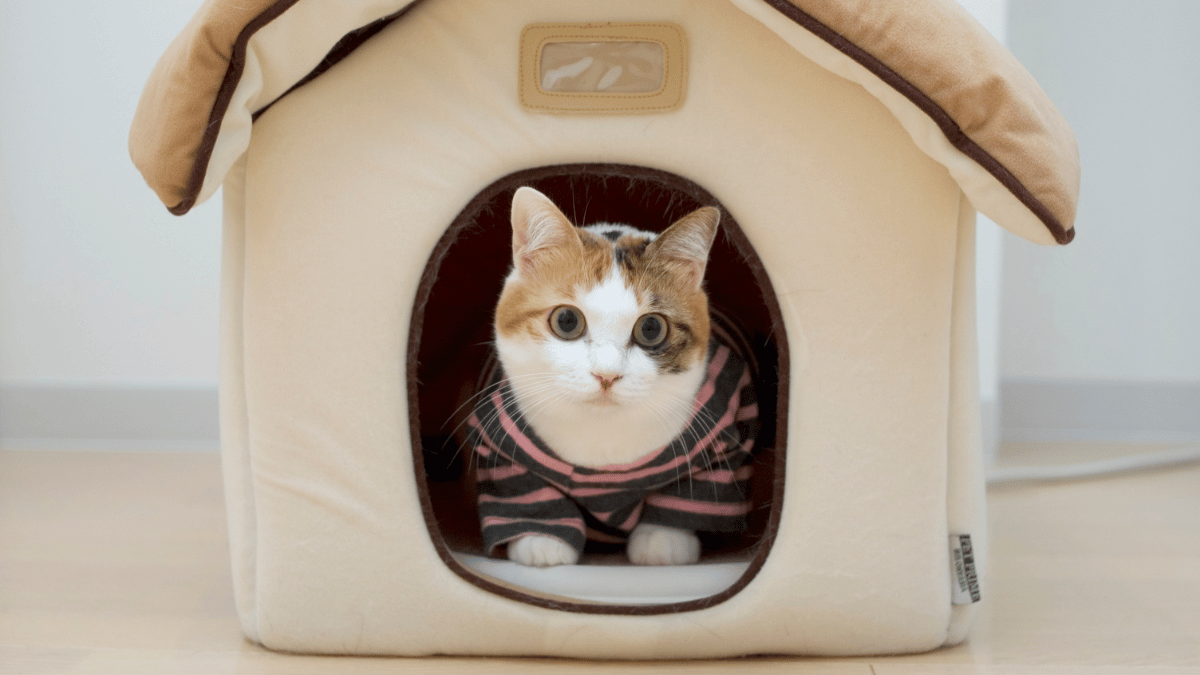 8 Best Cat Houses for Your Feline Friend in 2025