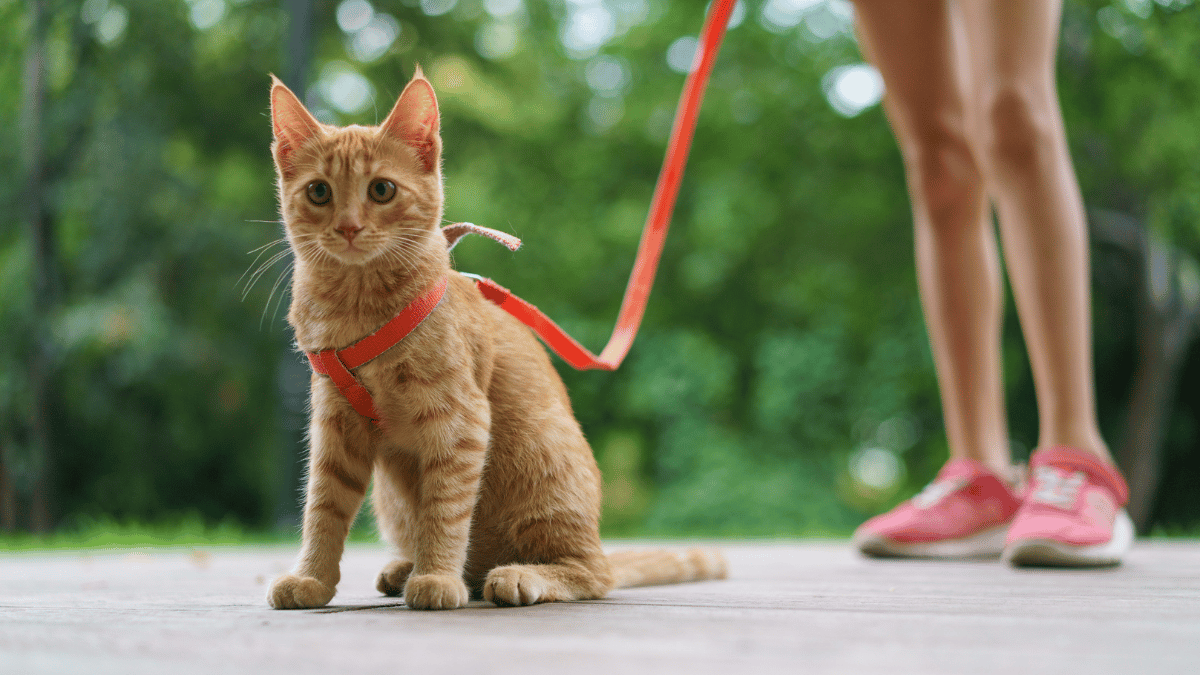7 Best Cat Harnesses for Every Breed, Tested in 2025 - CatTime