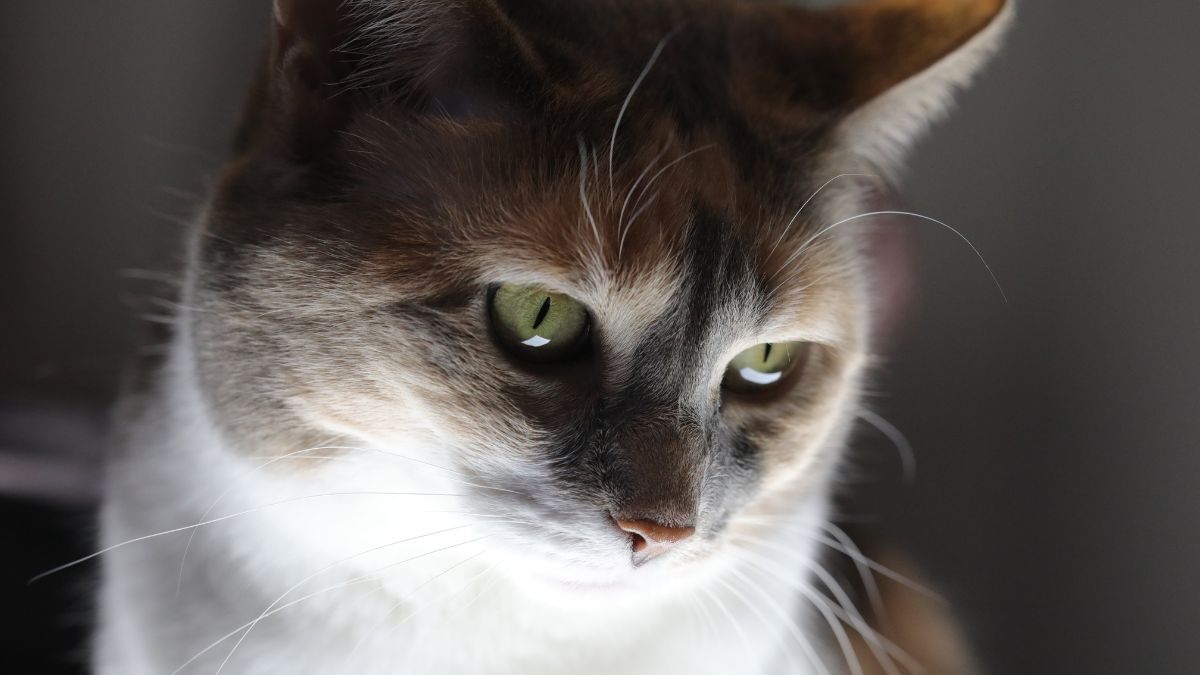 CatTime - The place for all things feline