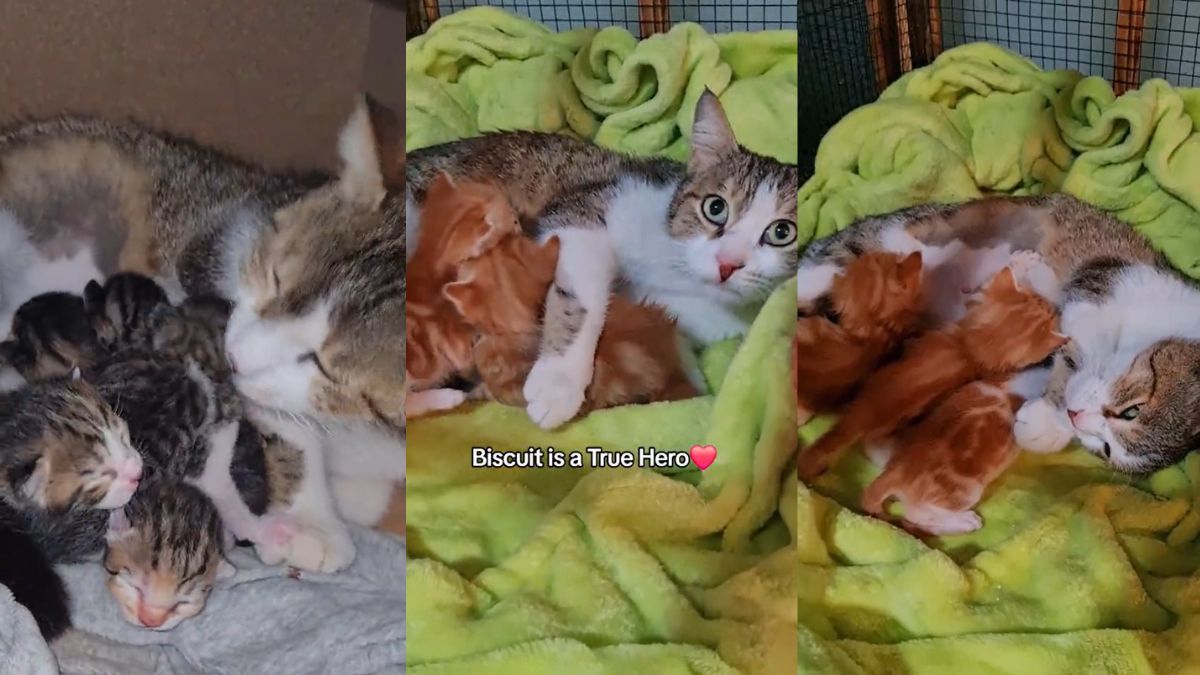 Happy Mother's Day: 6 True Stories Of Amazing Mama Cats Who Saved Their ...