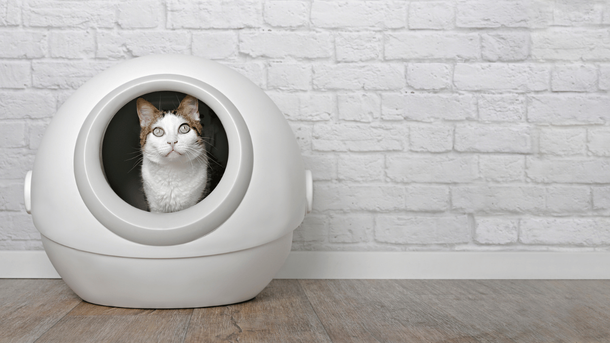 7 Best Automatic Cat Litter Boxes That Save You Time - CatTime