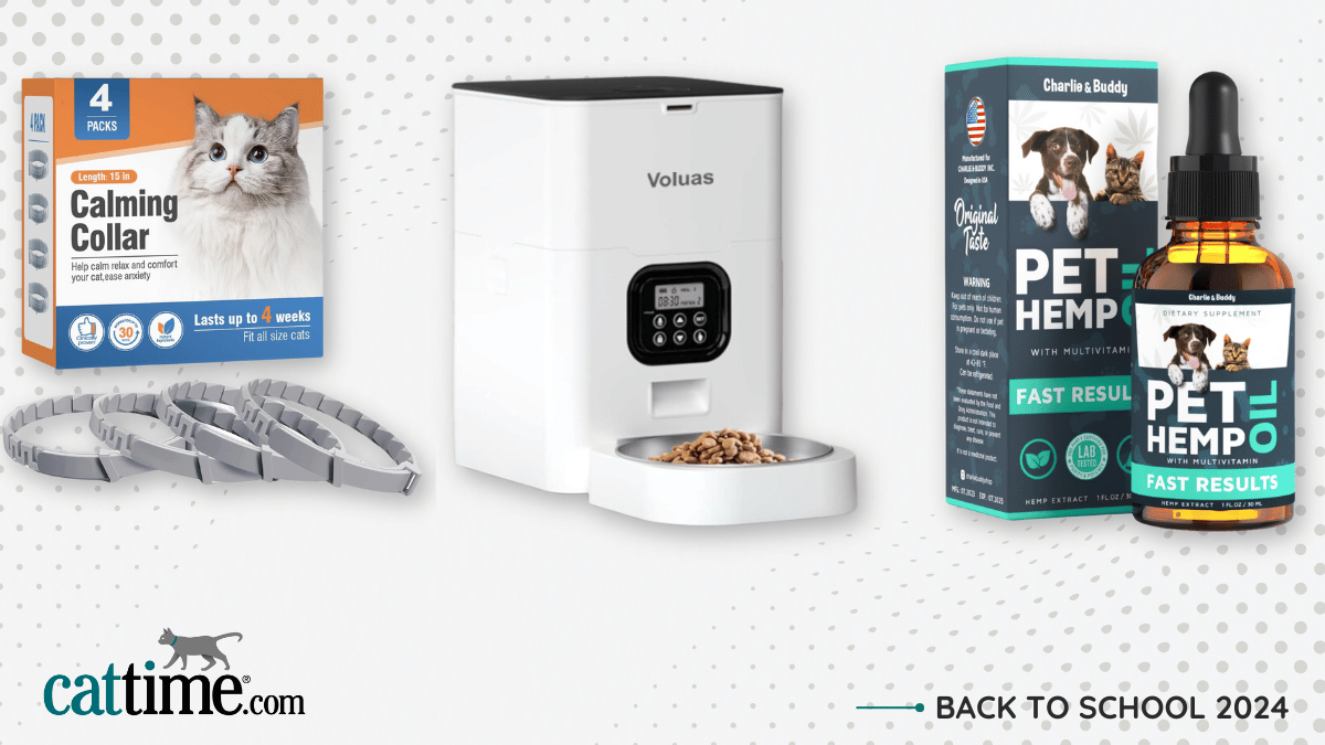 5 Ways To Prep Your Cat For 'Back To School' Season - CatTime