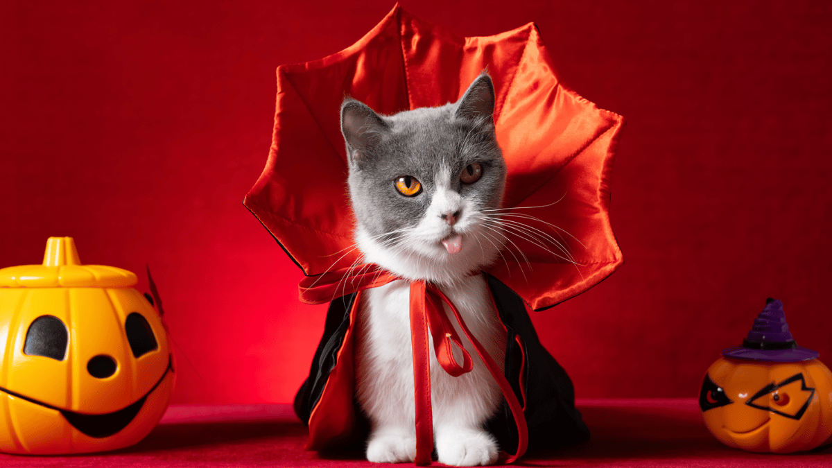 22 Of The Creepiest Cats On Earth: Halloween Edition - CatTime