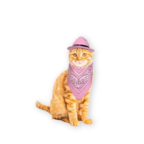Top 30 Halloween Cat Costumes & Accessories