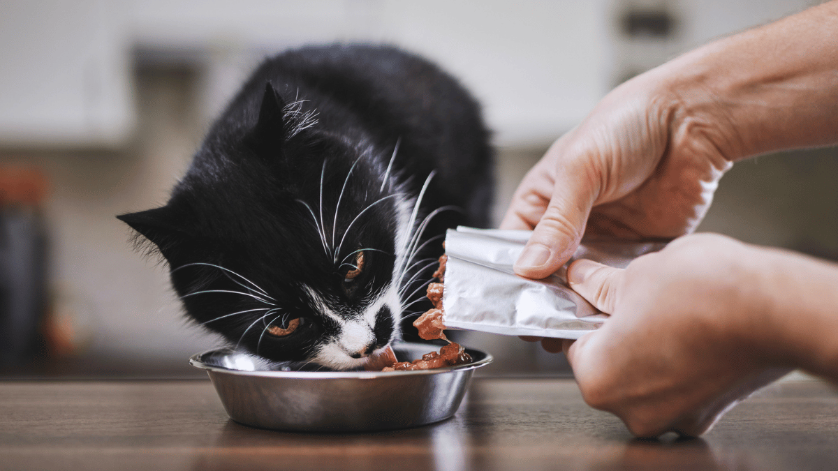 7 Best Cat Foods for Indoor Cats — Our Top Picks
