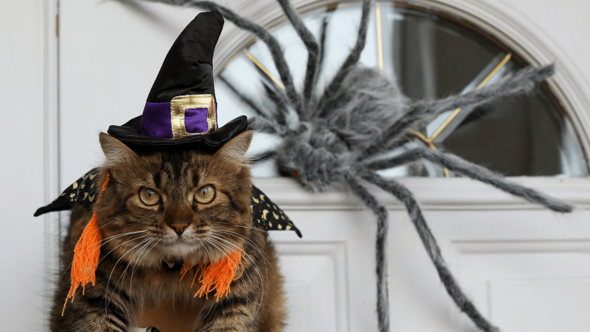 Top 30 Halloween Cat Costumes & Accessories