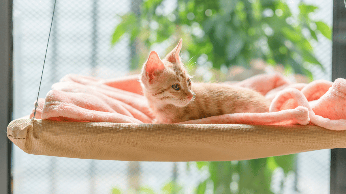 17 Best Cat Window Perches That Your Feline Will Love