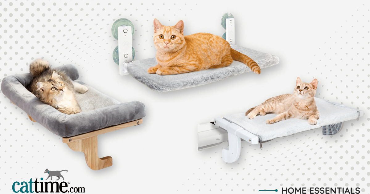 17 Best Cat Window Perches That Your Feline Will Love