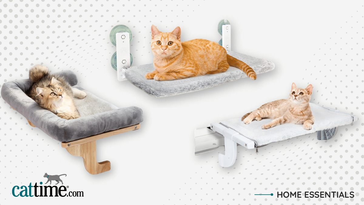 5 Streaming Shows To Entertain Your Cat - CatTime