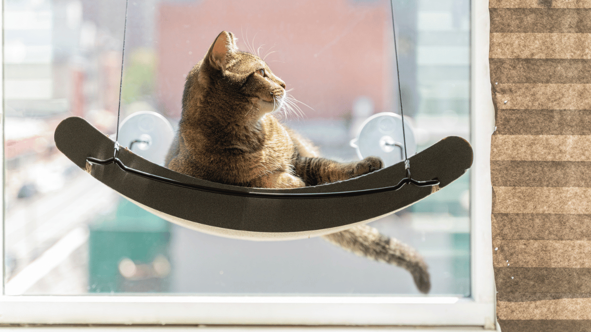 17 Best Cat Window Perches That Your Feline Will Love