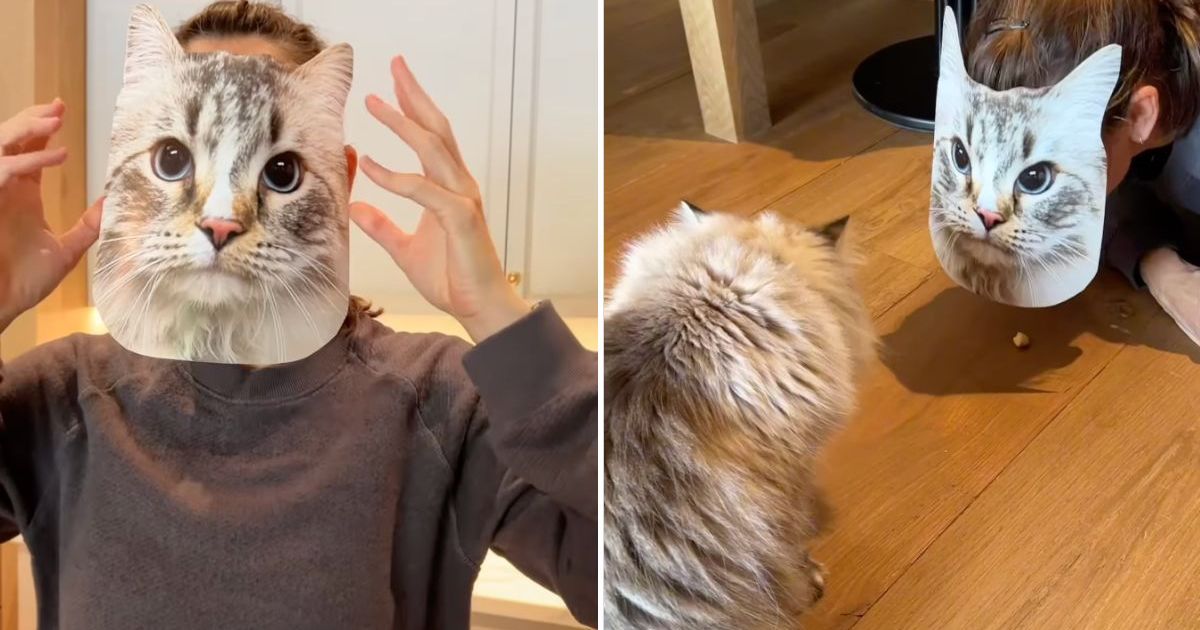 Jennifer Garner Celebrates Her Cat's Birthday With a Unique Gesture ...