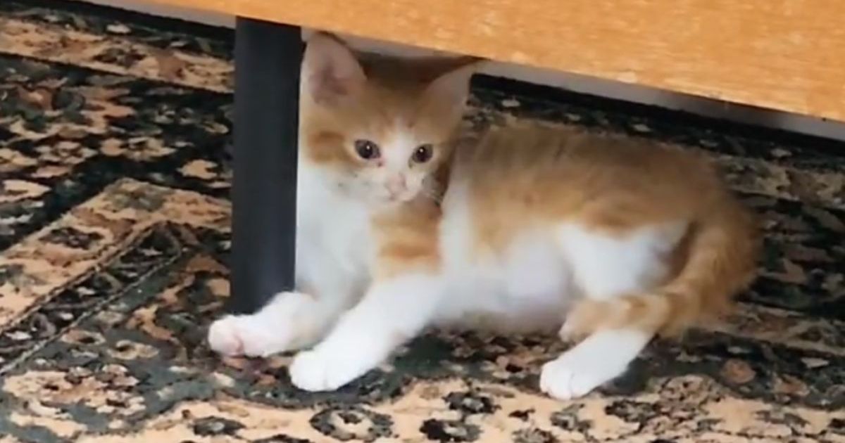 Foster Dad Becomes ‘Kitten Pied Piper’ in Adorable Instagram Video ...