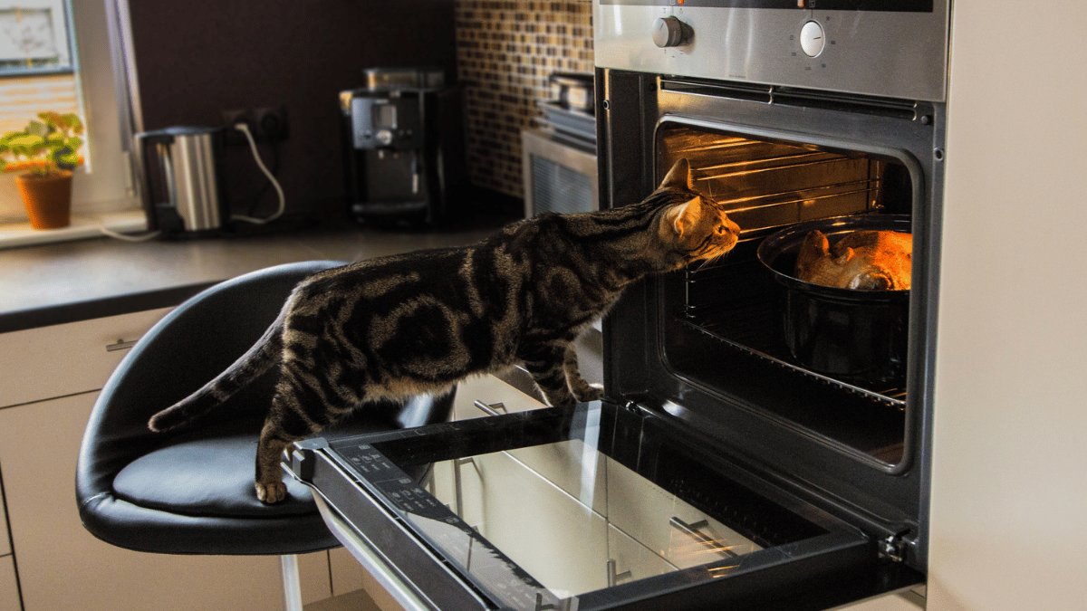 Can Cats Eat Turkey? Pet-safe Thanksgiving Recipe List