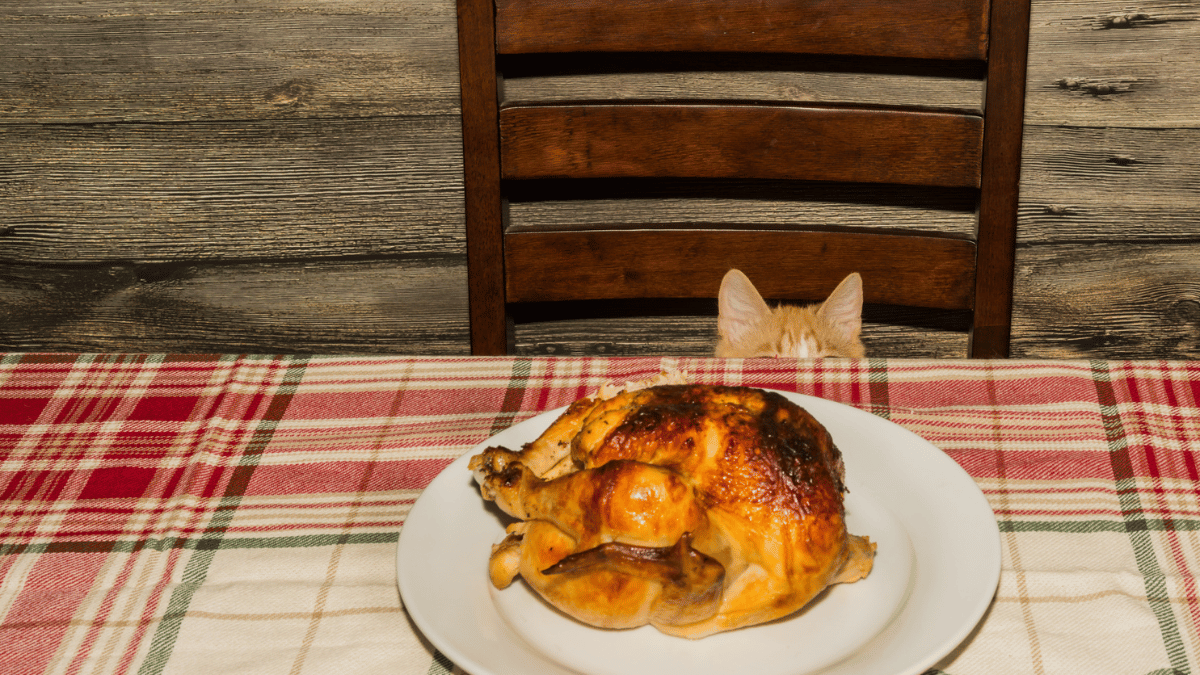 Dementia In Cats (Cognitive Dysfunction Syndrome): Symptoms, Causes ...