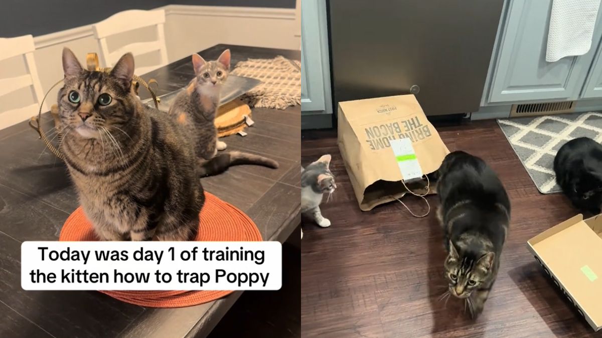 Cats Try To Trap Each Other in a Paper Bag in Funny Video - CatTime