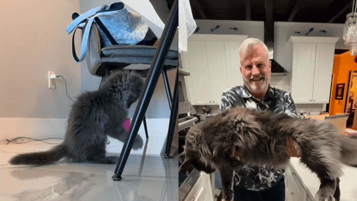 CatTime - The place for all things feline